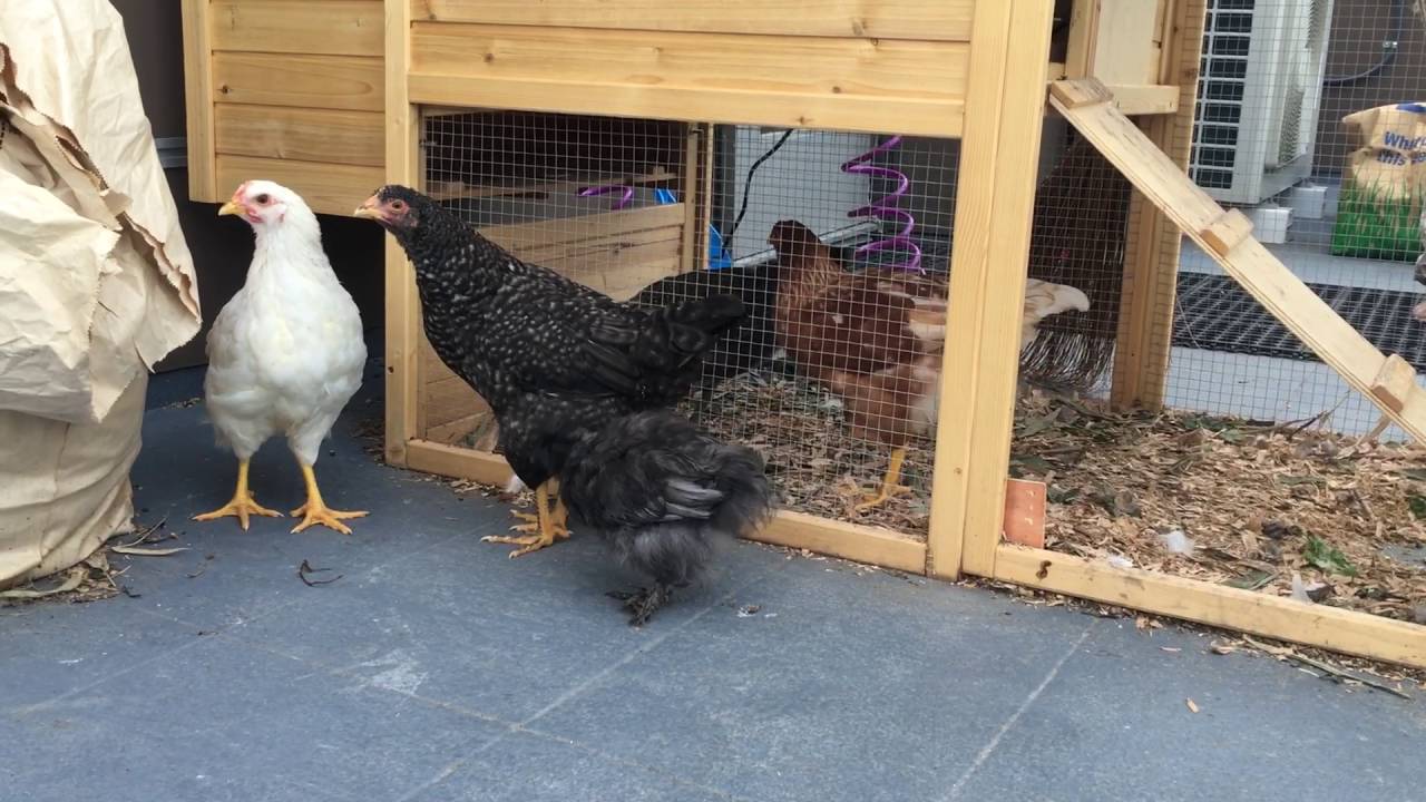 Roof Chicken Update - YouTube