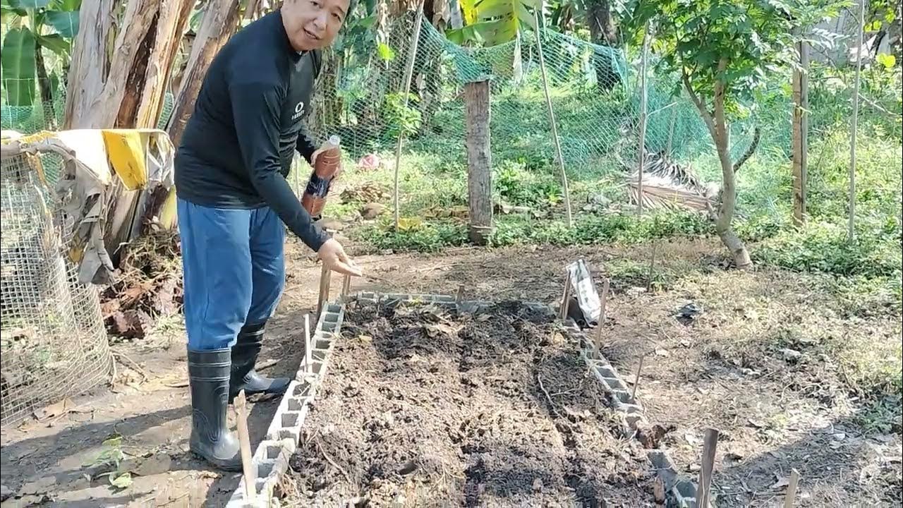 Barsim Alfalfa planting - YouTube