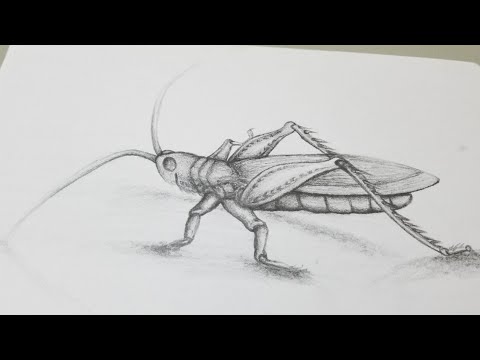 How to draw a Locust - YouTube