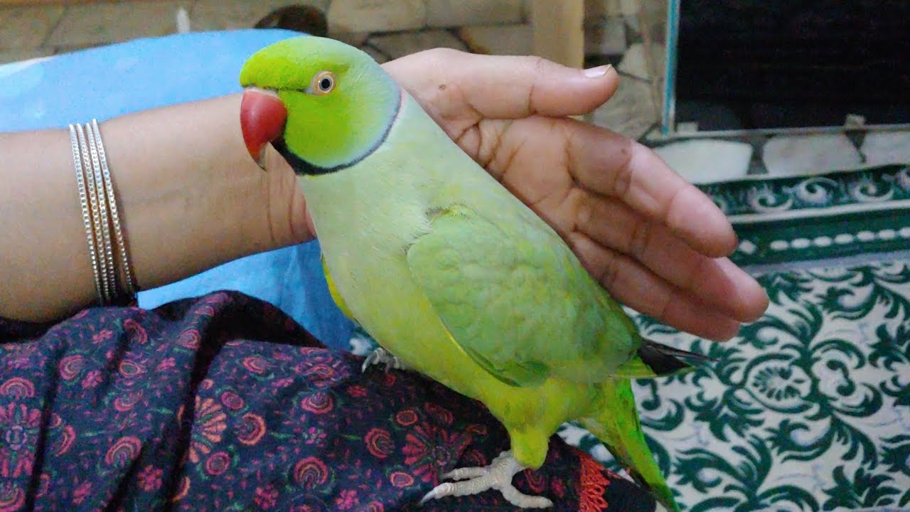 Naughty Mitthu Mummy Ko Hanji Bol Raha Hai 😍| Lovely Parrot Talking ...