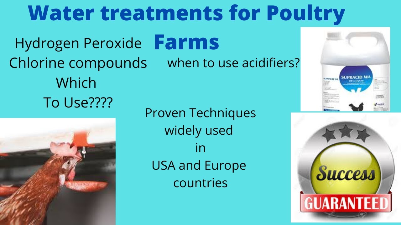 water treatment in poultry farm, Antibiotics and water acidifiers ...