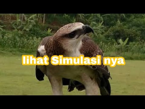 Che LM simulasi hunting - YouTube