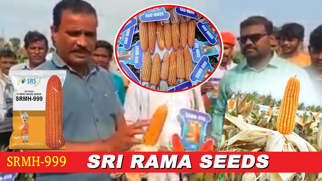 Farmer Experience with SRI RAMA SEEDS MAIZE SRMH-999 @sriramaseeds ...