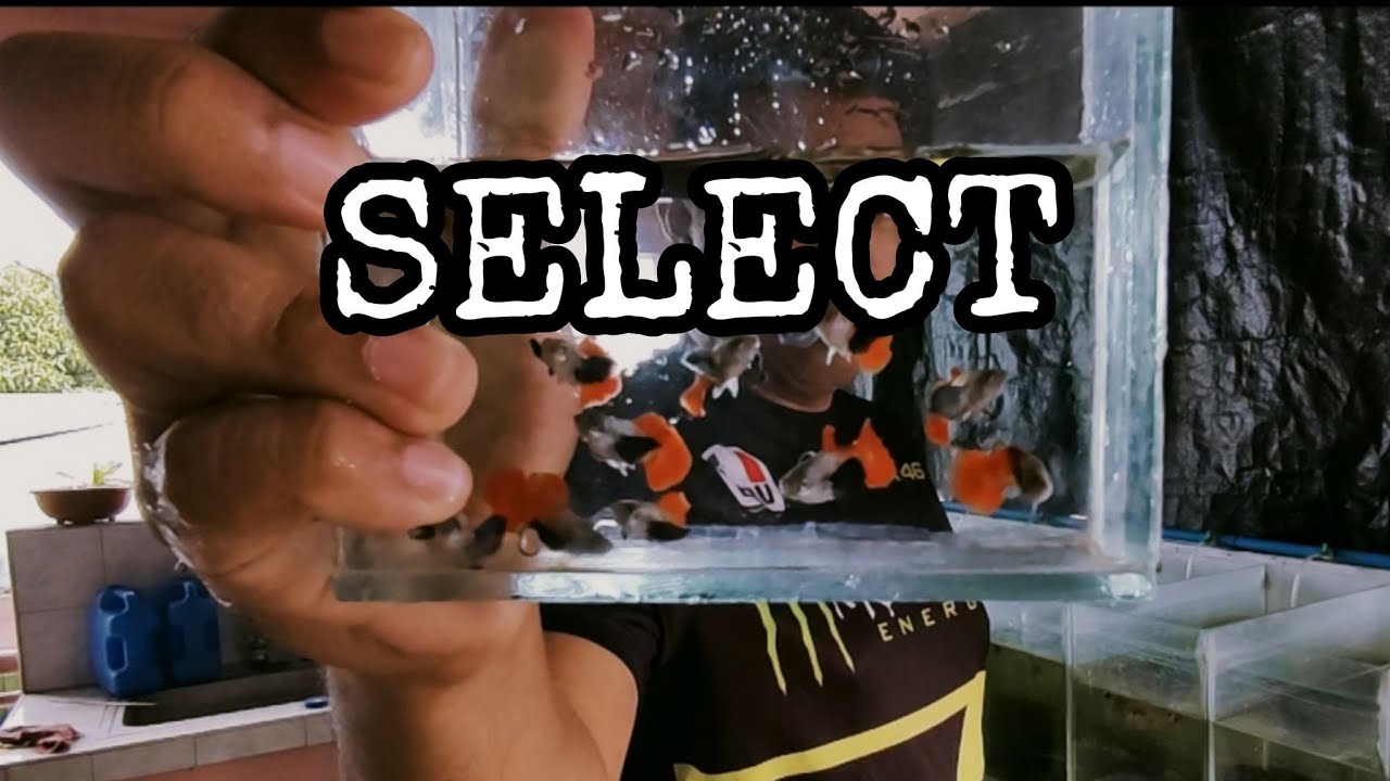 Selecting SDERT for Groom - YouTube