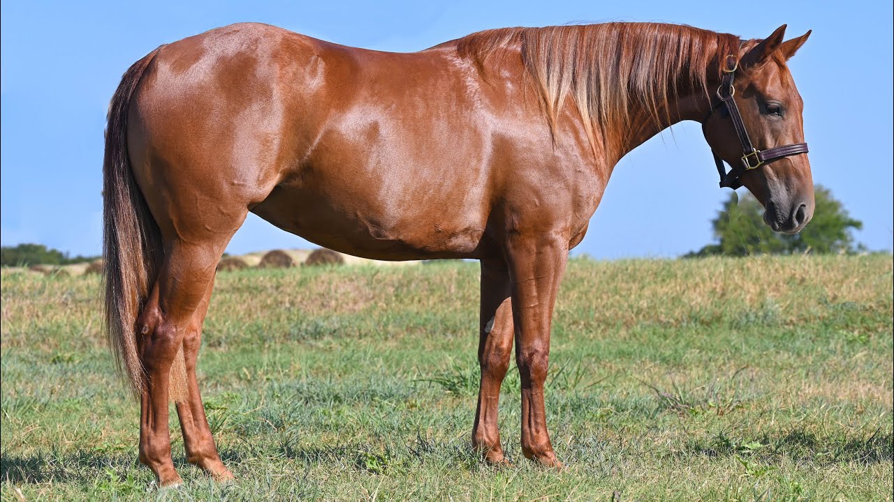 2yo filly Scooter Kat X Flo - YouTube