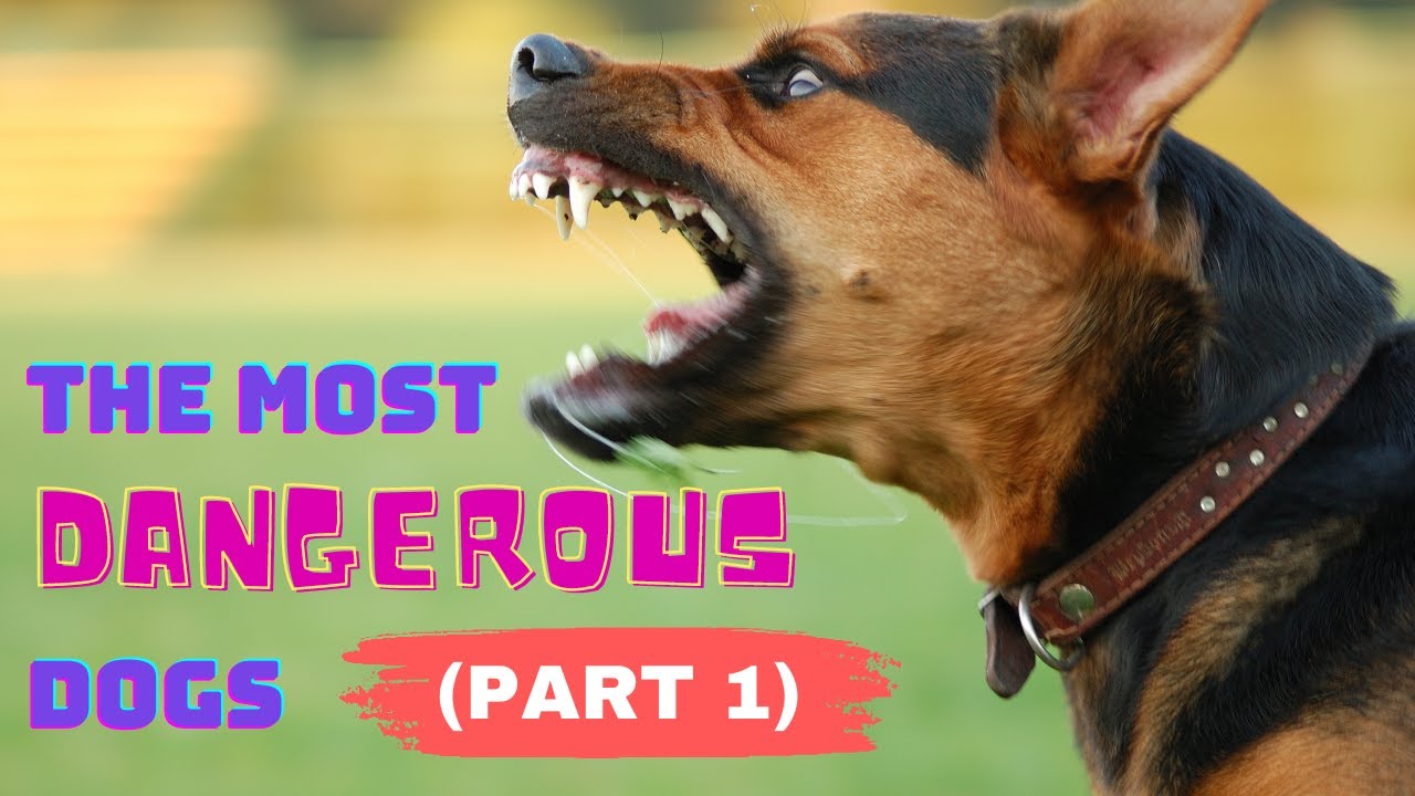 The Most Dangerous Dogs / Most Aggressive Dogs (Part 1 of 3) - YouTube