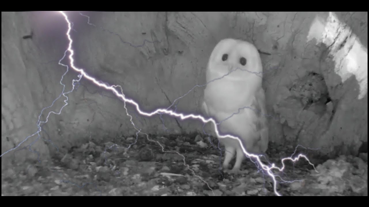 Baby Owl Get Scared By Thunder...🌩🌩🦉 - YouTube