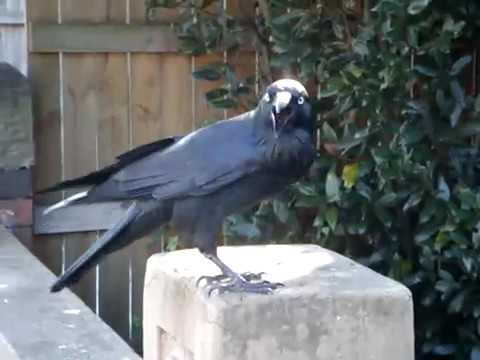 Really Annoying Bird On Crack - YouTube