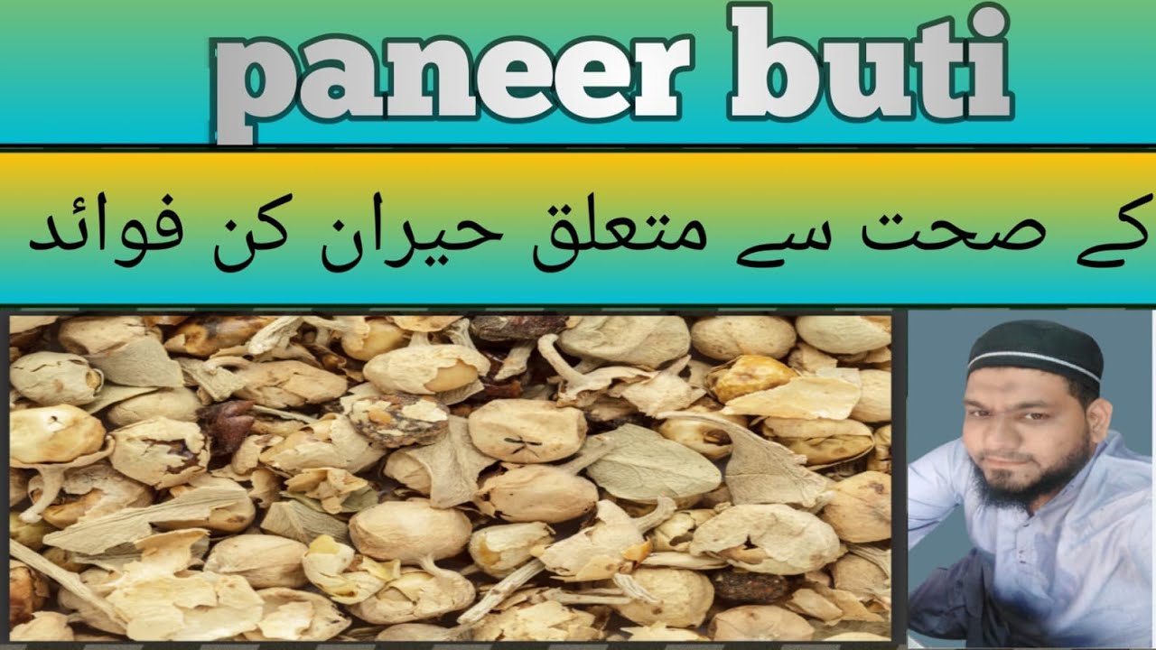 paneer buti fayde_paneer Buti benefits ‎@adnanaslam583 - YouTube