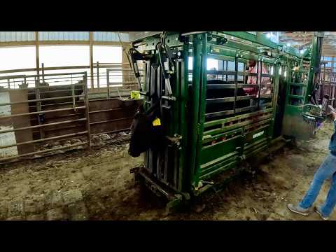 These Heifers Are OFFICIALLY Becoming COWS! (AI Breeding)
