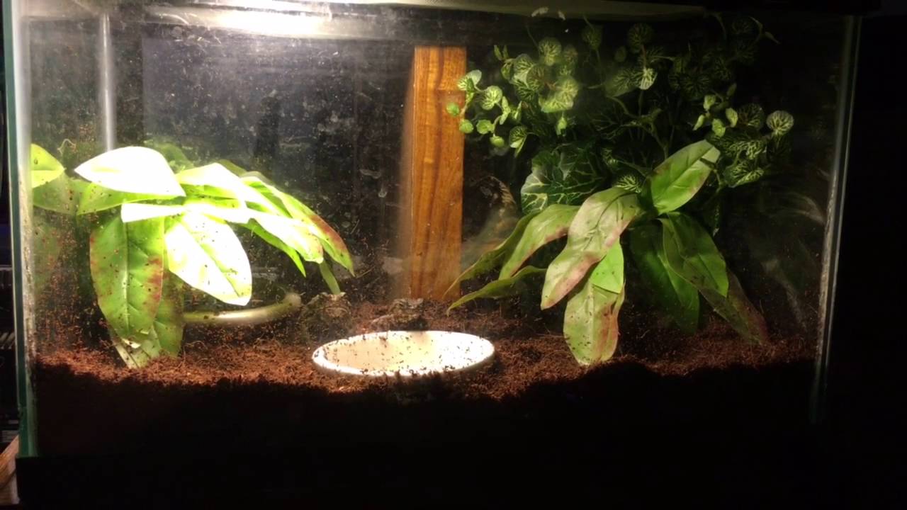 New Terrarium with small Cane Toads - YouTube