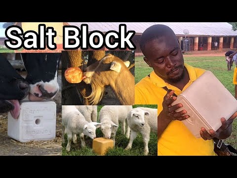 Farmers are buying Salt Block for their Goats,Sheeps or Cattle ...