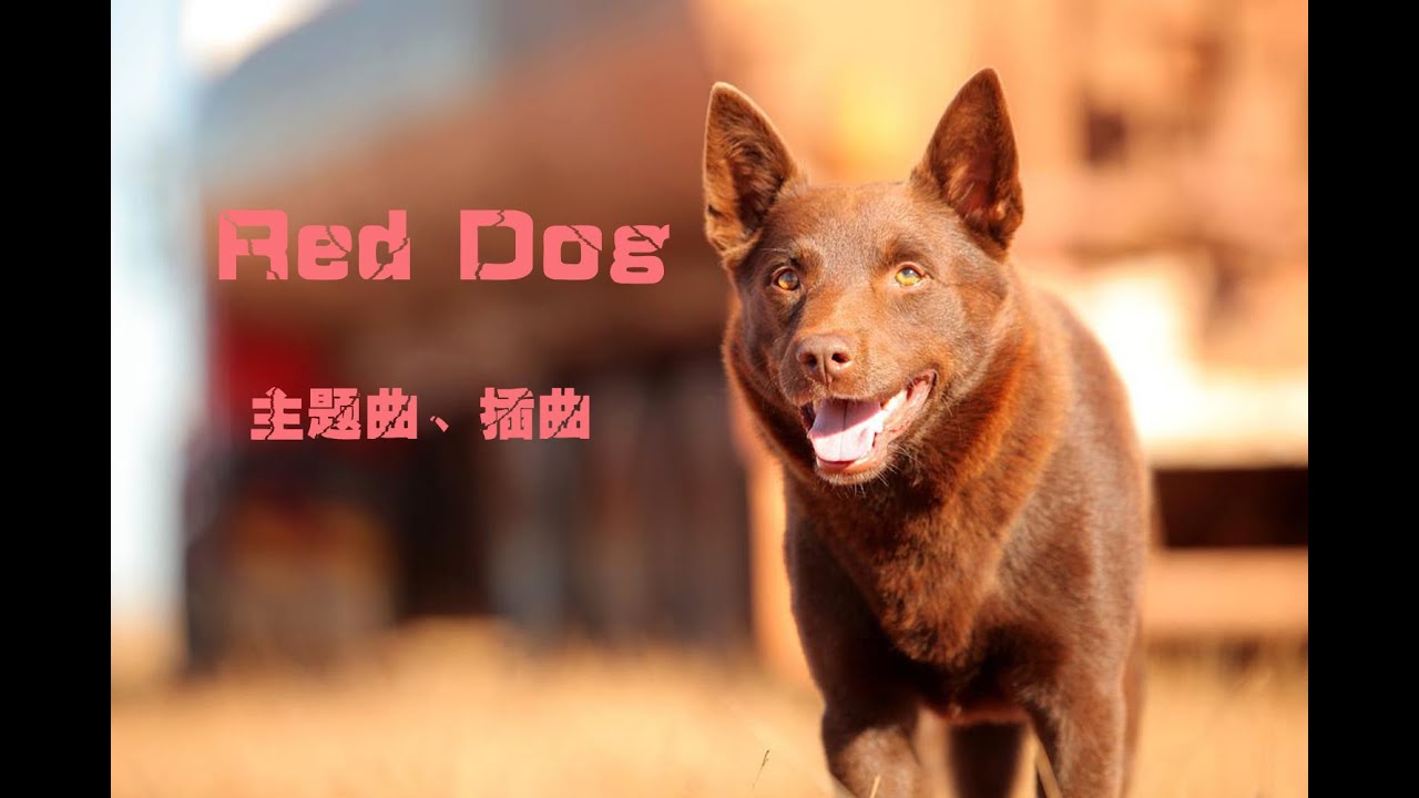 moive 《red dog》 theme song、episode 经典电影【红犬】主题曲 插曲 含字幕 - YouTube