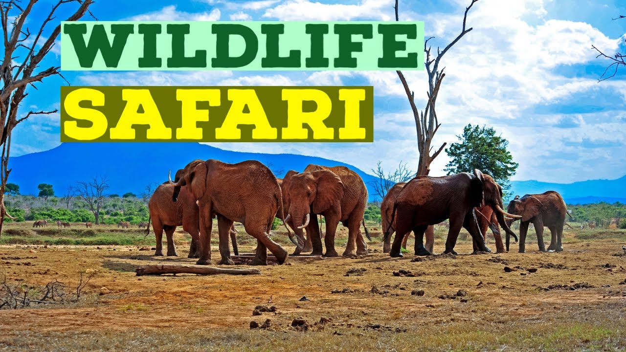 Wildlife safari escape - YouTube
