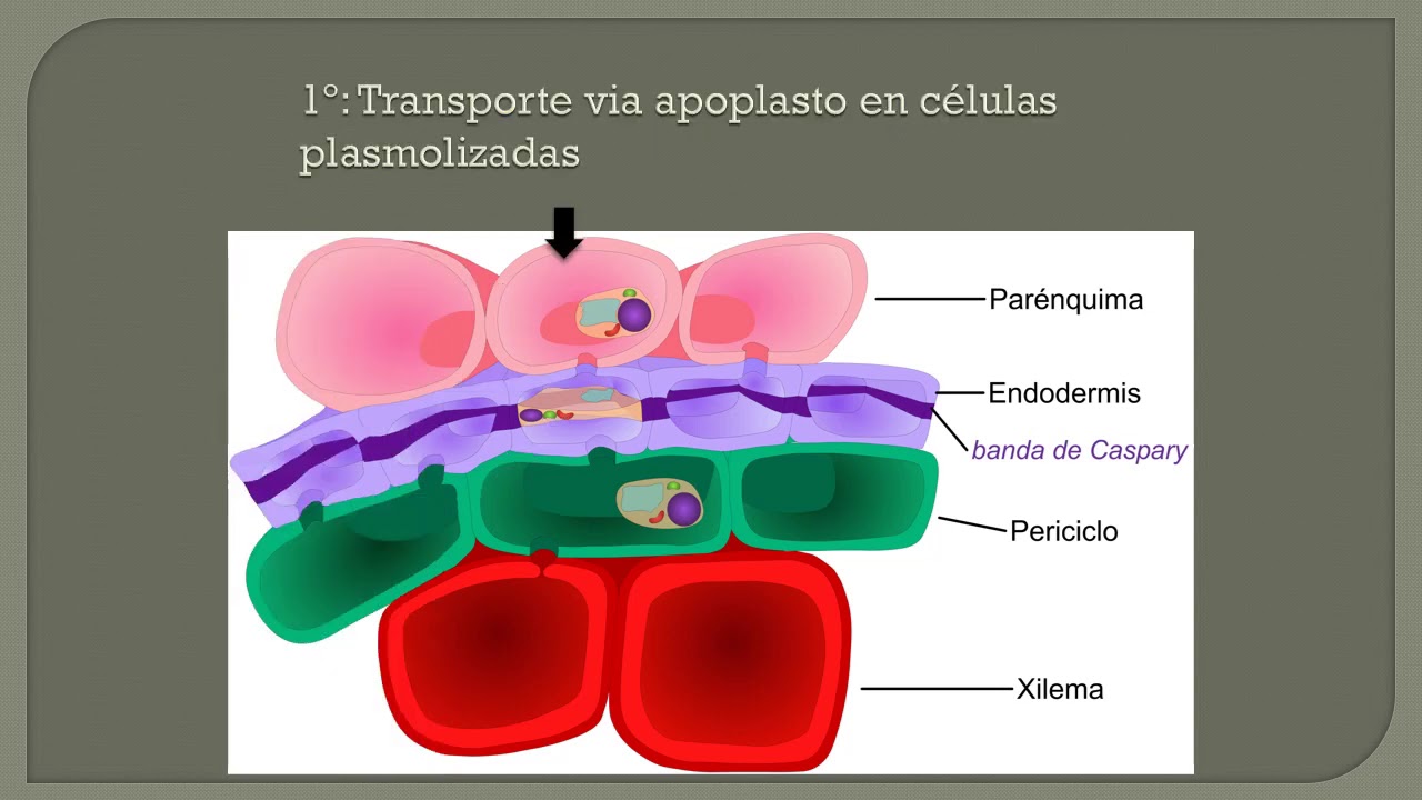 Unidad 19. Anatomía de raíz: Endodermis y Sistema vascular (2° de 3 ...