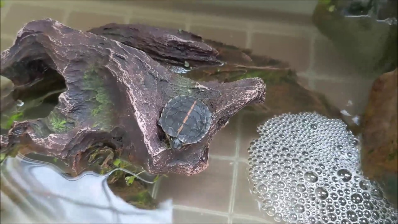 My baby turtle died... (rip wub) - YouTube