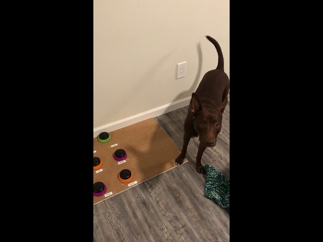 Stella the Talking Dog