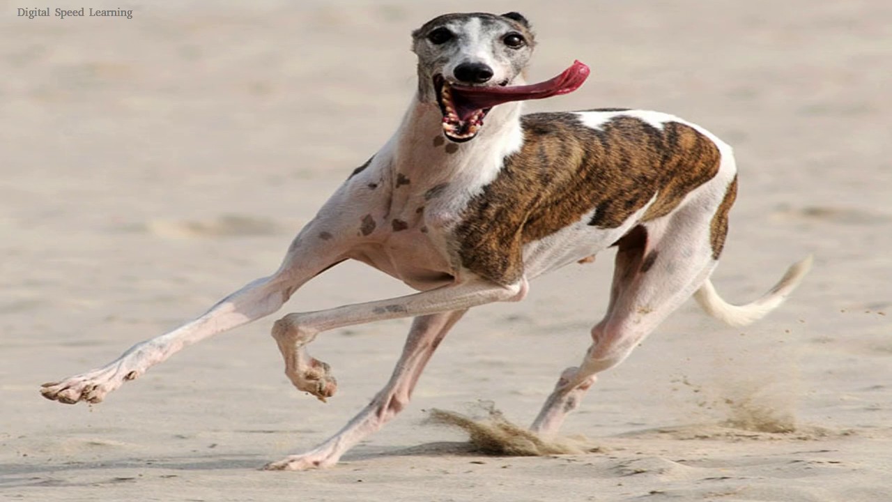 Whippet - YouTube