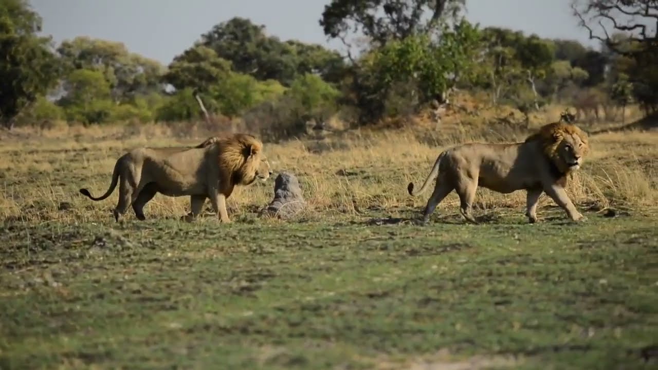 Two massive Okavango Delta male lions - YouTube