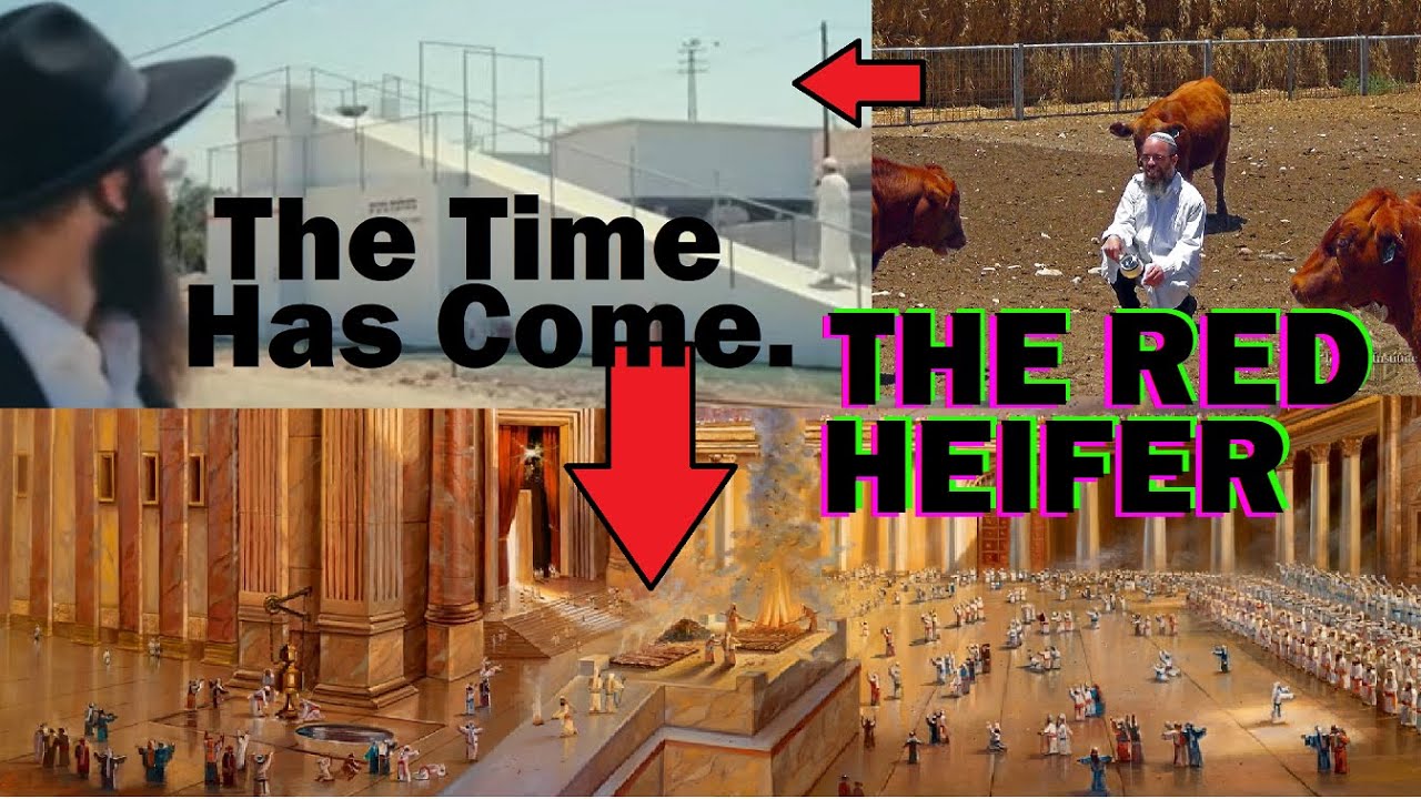 GET THIS OUT: red heifer sacrifice this passover -- pastor jason breaks ...