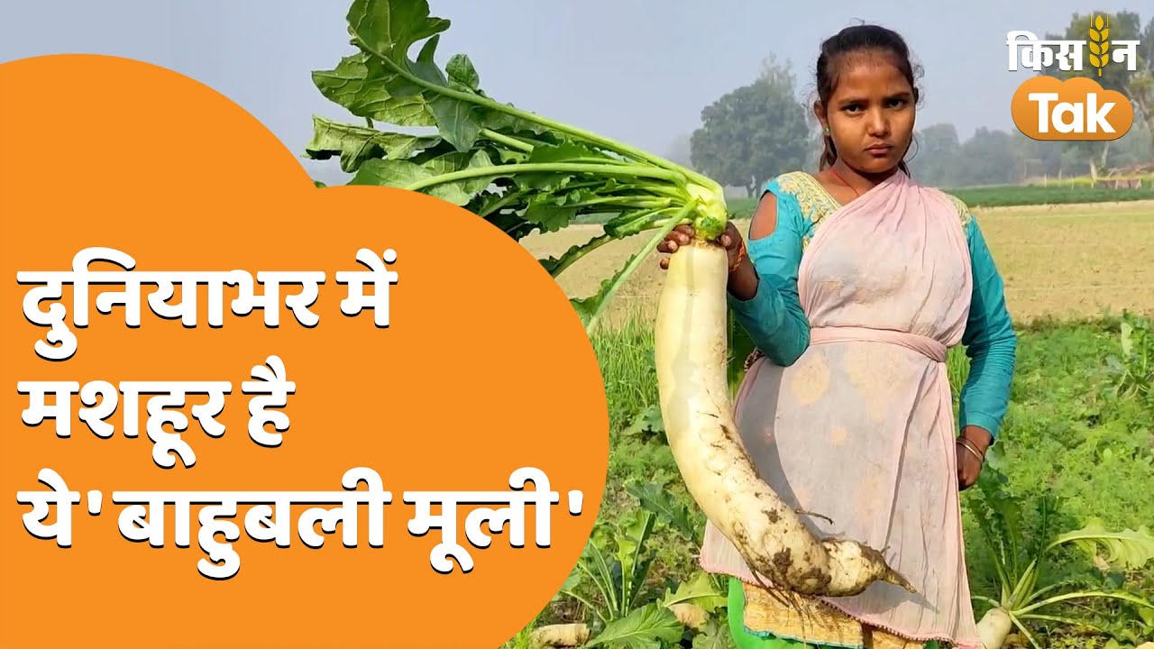 यहां उगाई जाती है सबसे लंबी मूली!, जानें क्यों कहते हैं 'बाहुबली मूली ...