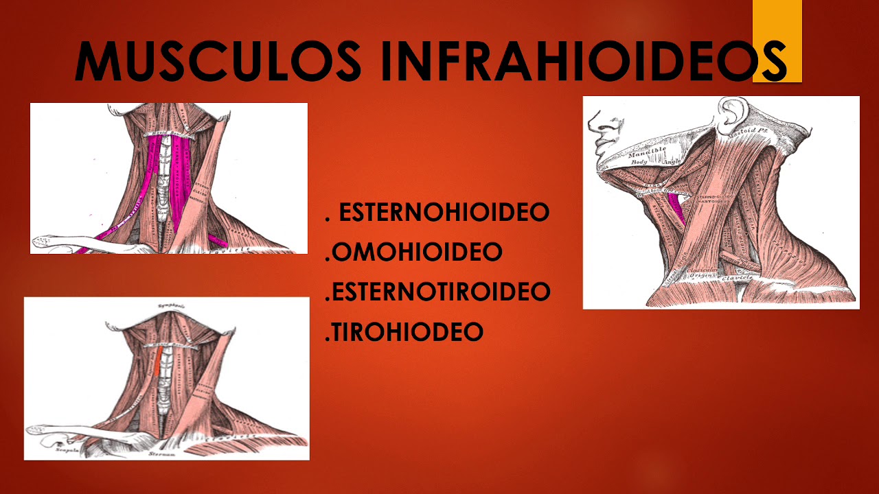 MUSCULO INFRAHIOIDEO - YouTube