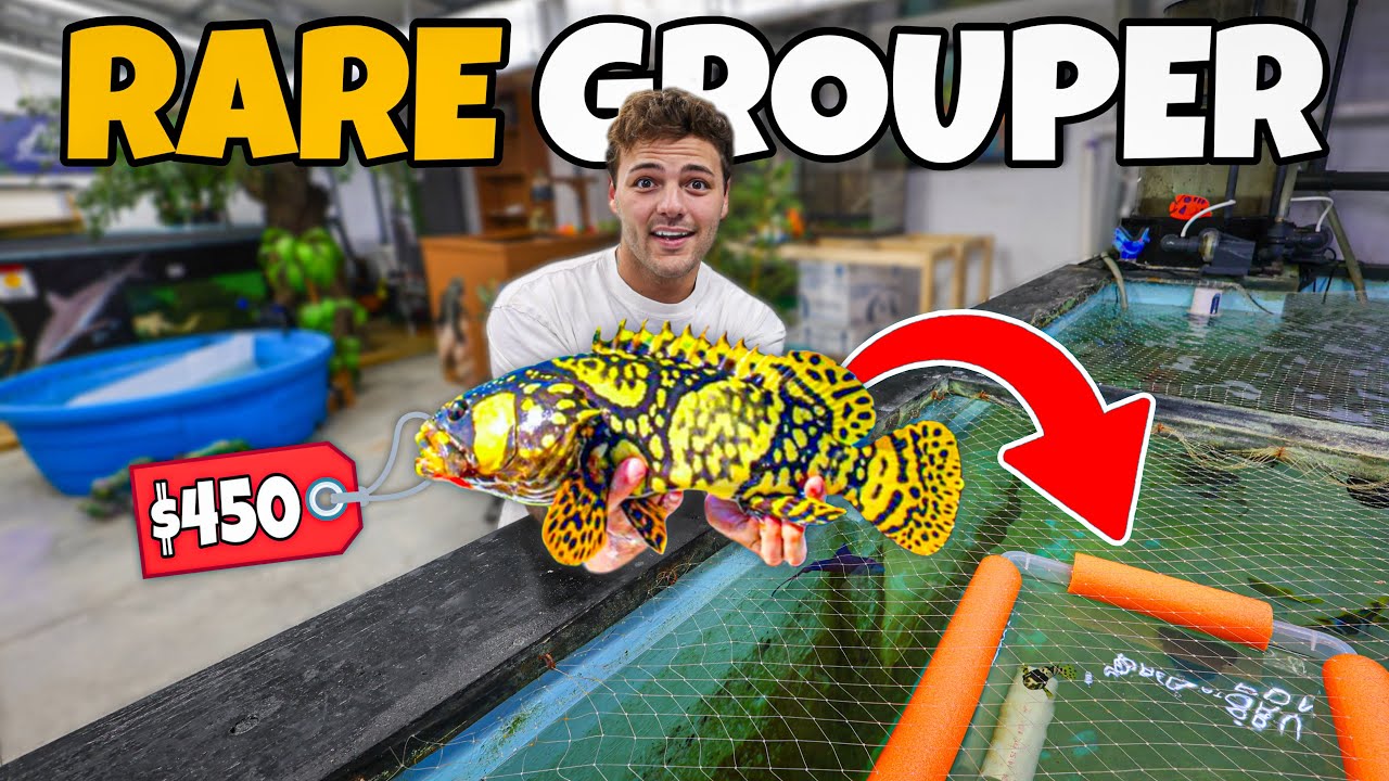 Moving MONSTER FISH inside My SALTWATER PONDS!! - YouTube