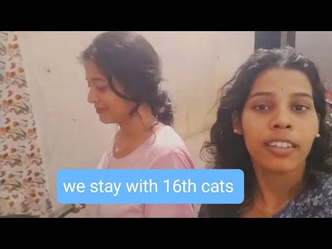 My family staying with 16th cats😯 - YouTube