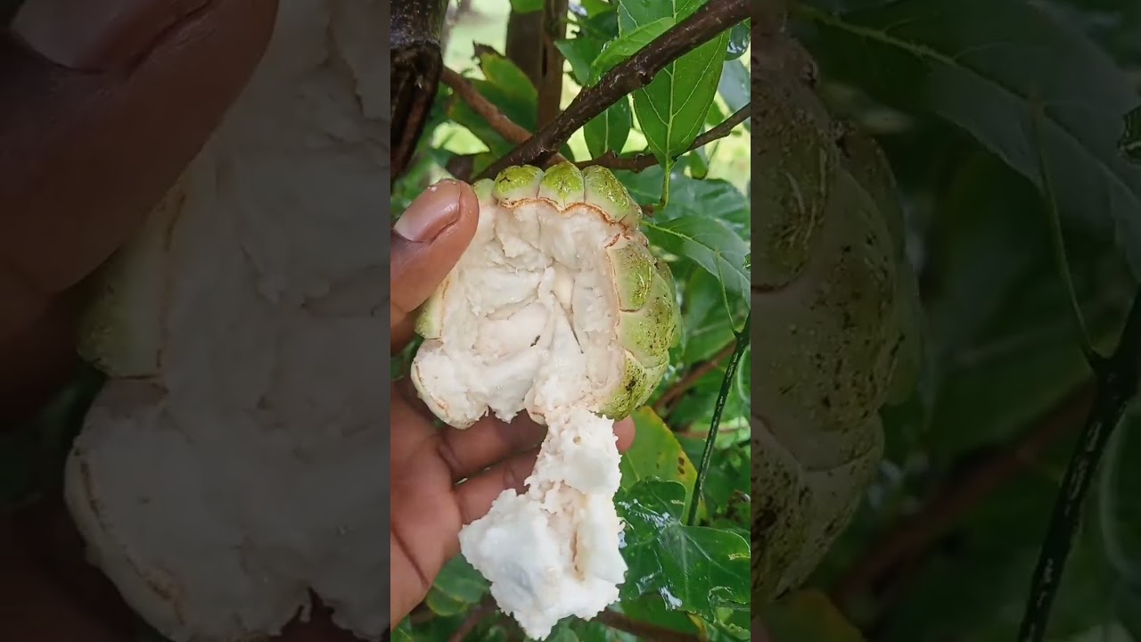 marathile palutha supper seetha palam ...... - YouTube