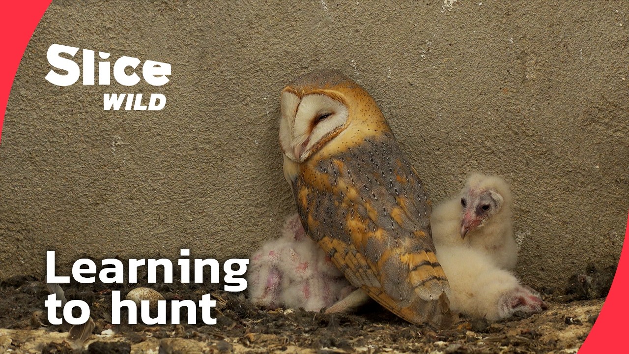 How young predators learn to survive I FULL DOC | SLICE WILD - YouTube