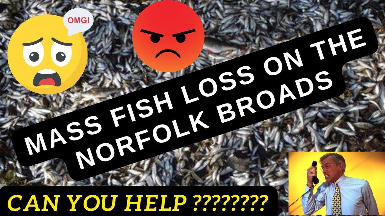 HELP !!! Massive fish loss Norfolk broads huge salt surge destroys ...