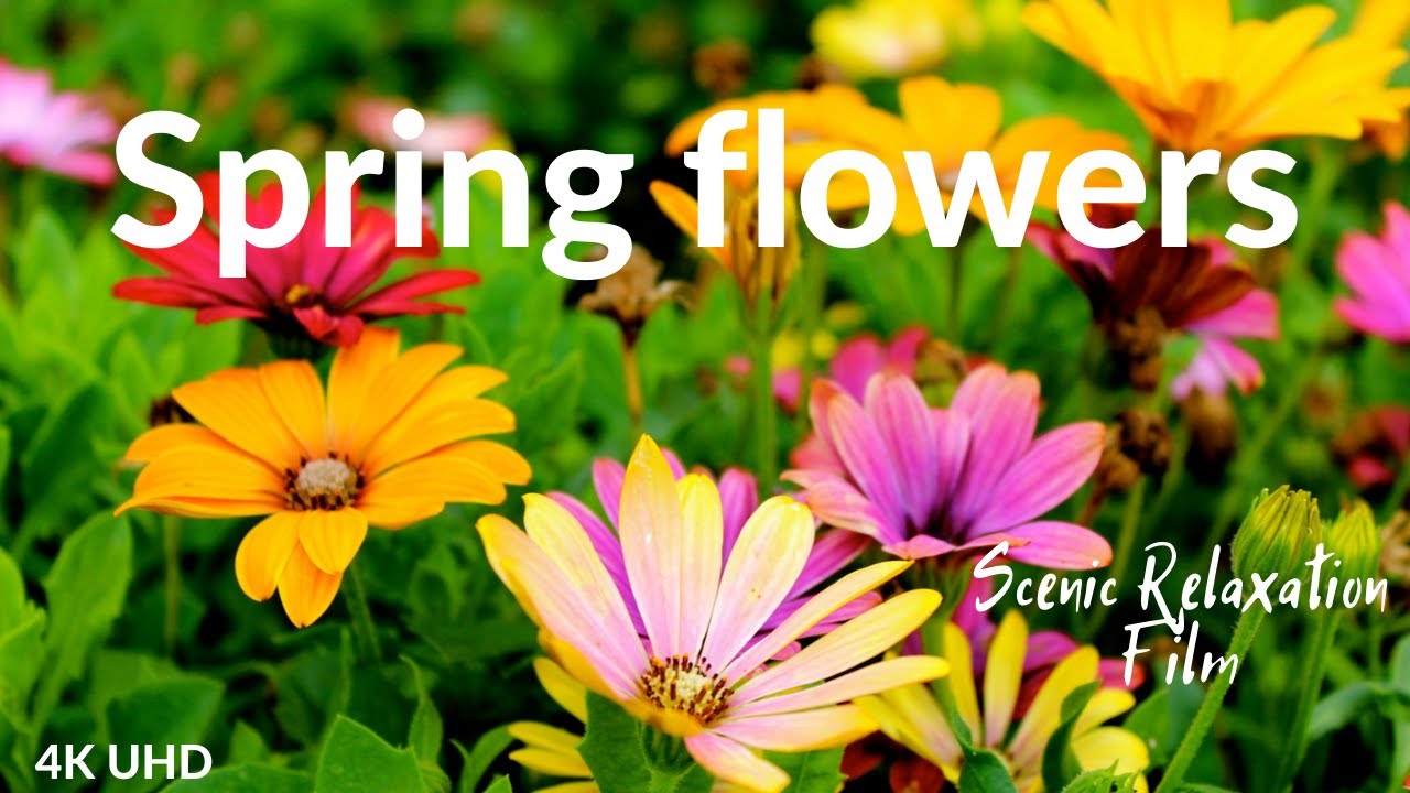Spring flowers 4k - Scenic Relaxation Film With Calming Music - YouTube