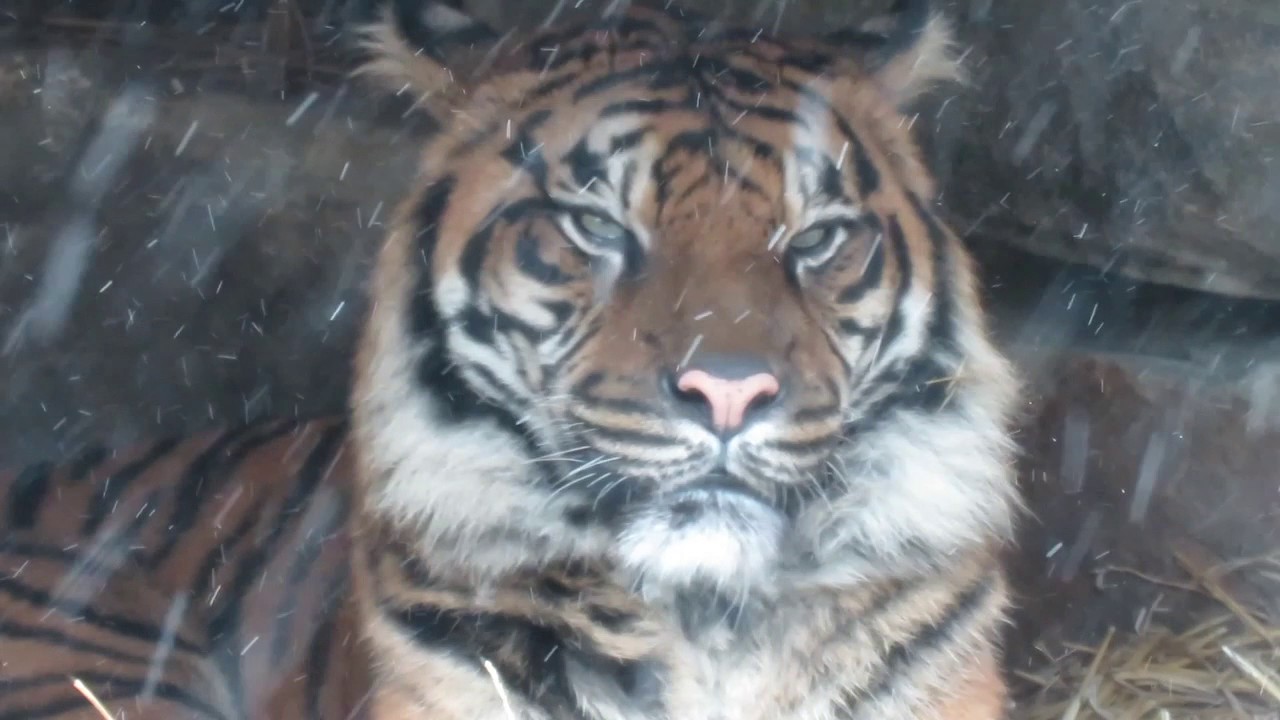 Harimau Kayu, the male Sumatran tiger - YouTube