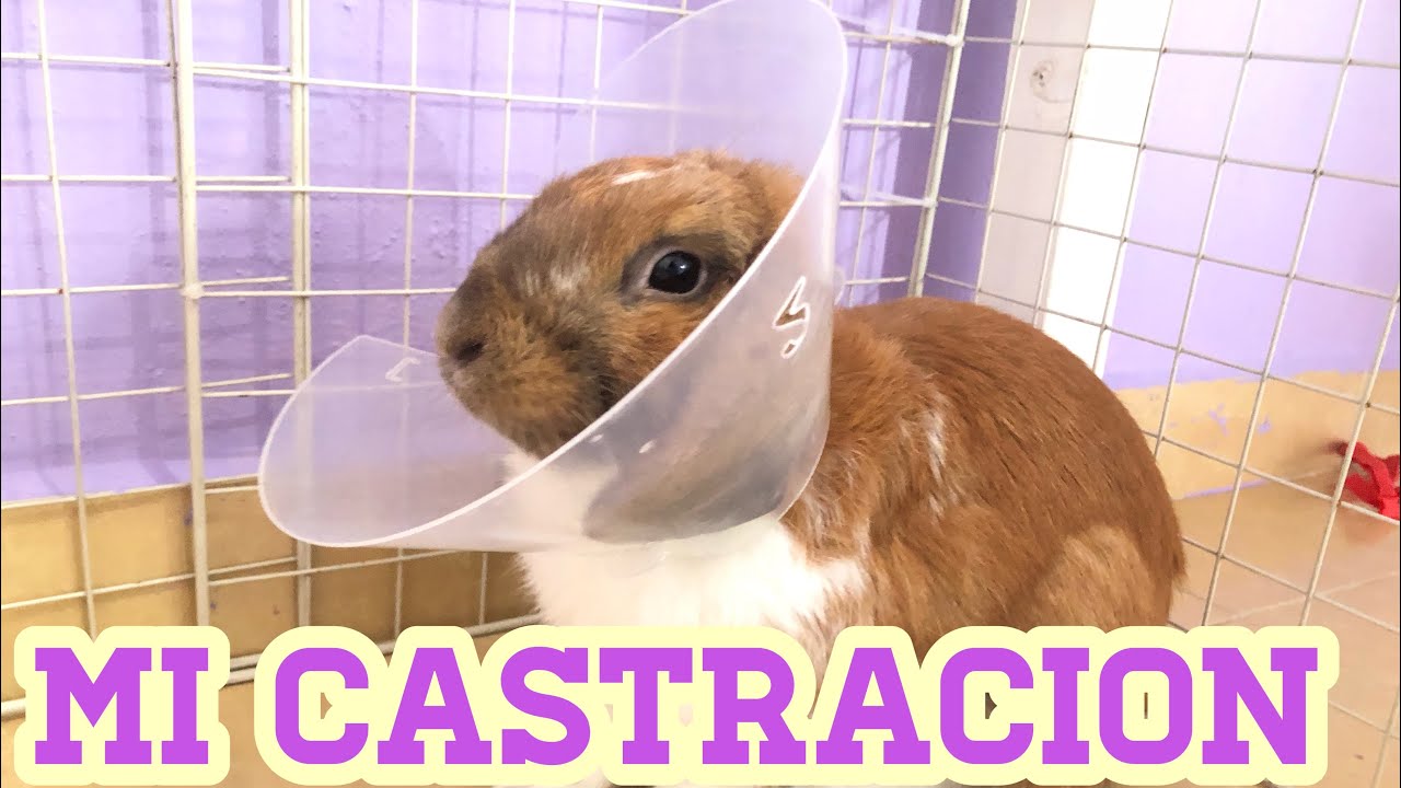 CASTRACION part 1 - YouTube