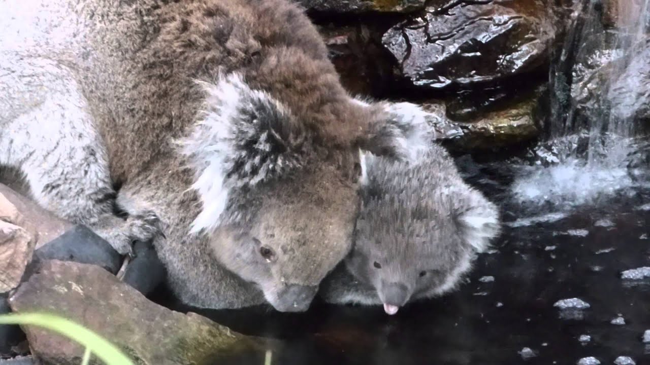 Koala Family Drinking From Fish Pond - YouTube