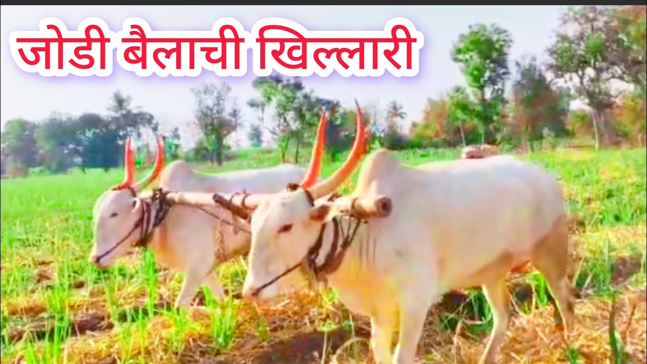khillar bail jodi | श्री संदीप पायमल - अराळे (कोल्हापुर) | शेतकरी ...