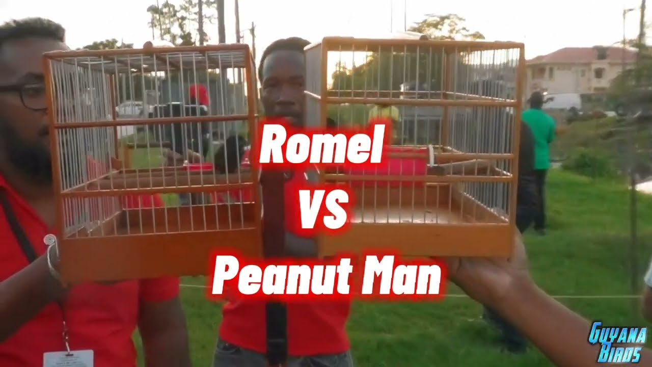ROMEL VS PEANUT MAN | BIRD AND THE RESTLESS TOWA TOWA BIRD WHISTLING ...