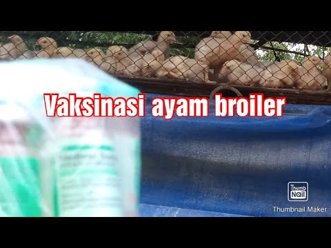 perawatan ayam broiler dengan vaksin plus susu di umur 14 hari
