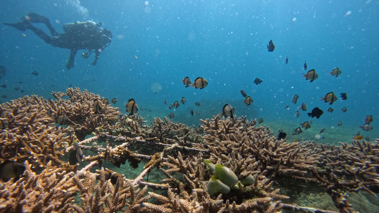 Coral Restoration | High School's Jalan-Jalan Programme - YouTube