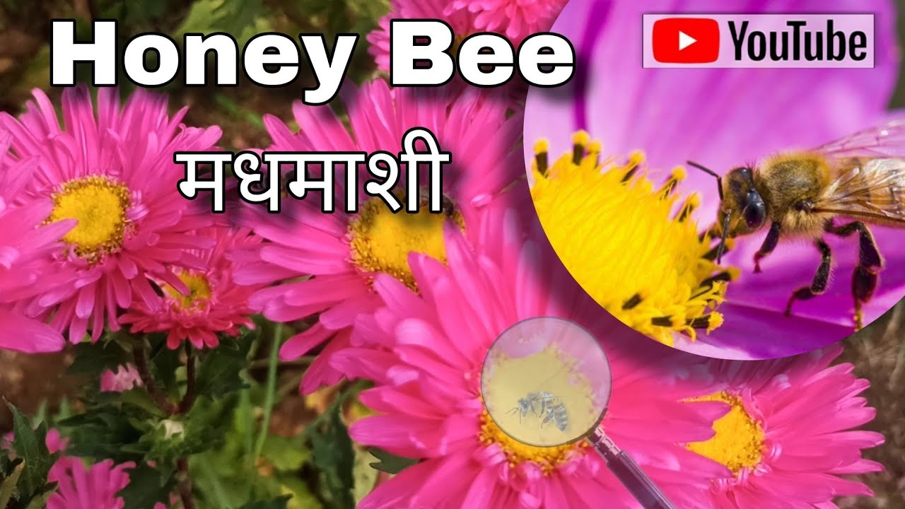 Honeybee sound Humming sound | Flower bed | Beekeeping & Honey Making # ...