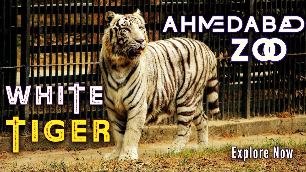 Kankaria Zoo Ahmedabad in 2024 | New animals | Kamla Nehru चिड़ियाघर ...