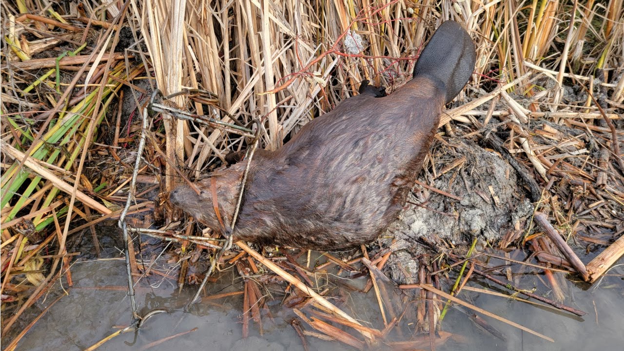 Dock check #1 Nuisance Beaver Trapping - YouTube