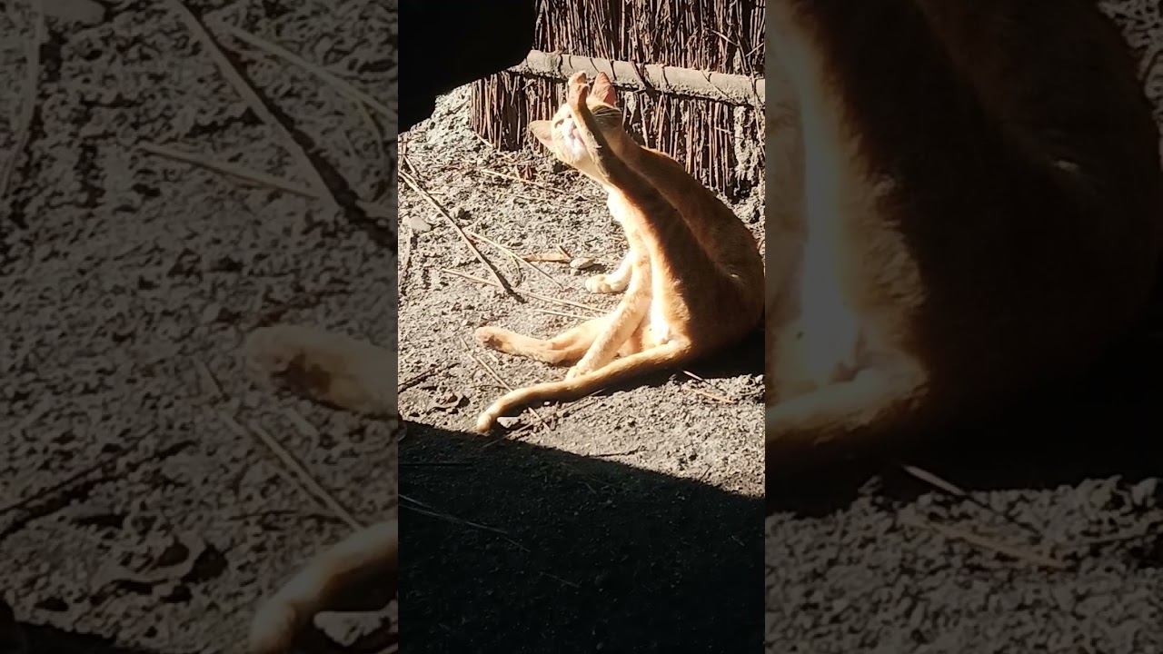 naghihilamos si moning - YouTube