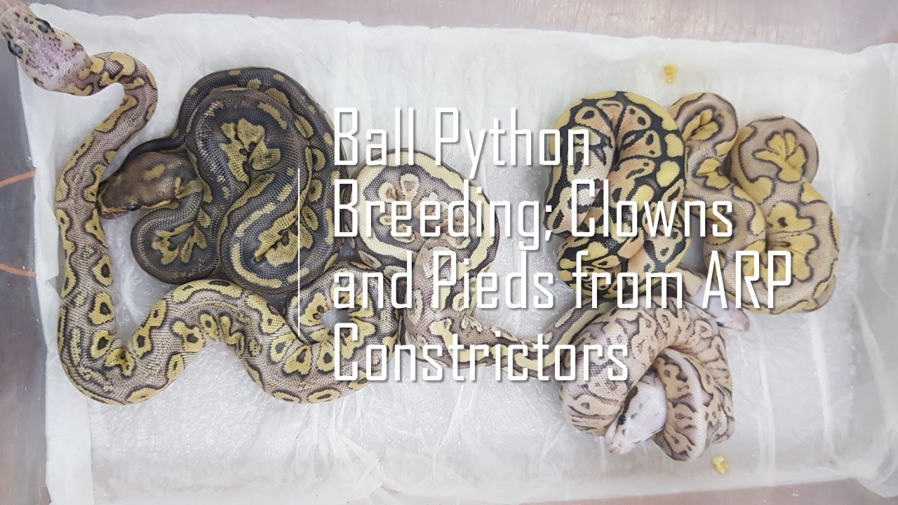 Breeding Ball Pythons; Clowns and Pieds from ARP Constrictors - YouTube