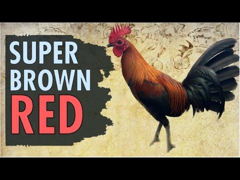 Mt. Banahaw SBR Super Brown Red Acquired From Tatang Amarillo of Argao, Cebu - Episode 11 - YouTube