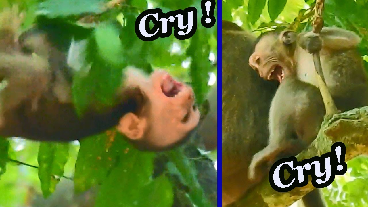 OMG! One Time Three Baby Monkeys Screaming& Crying Loudly For Milk ...