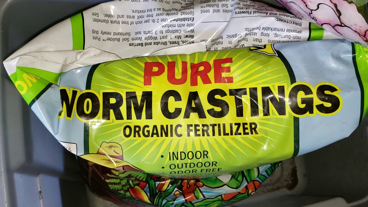 Autoflower grow journal 1st indoor grow. Purple Punch Auto. Auto ...