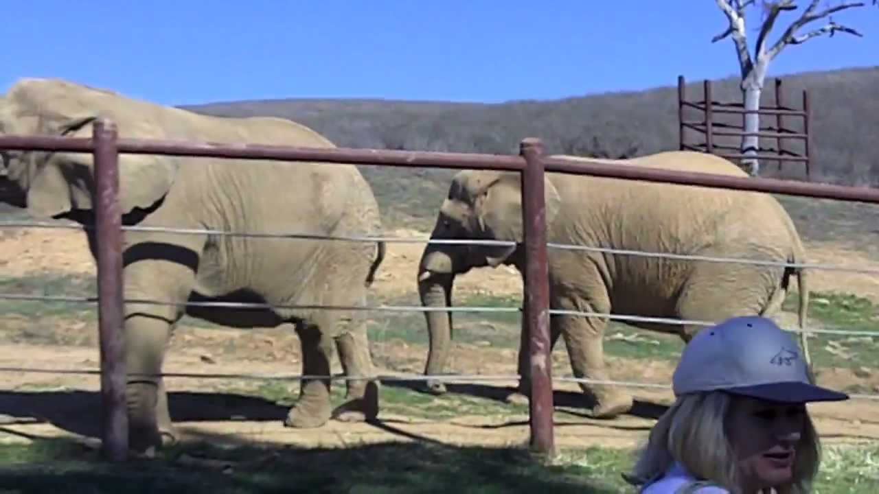 PAWS - "Seeing the Elephant" - YouTube