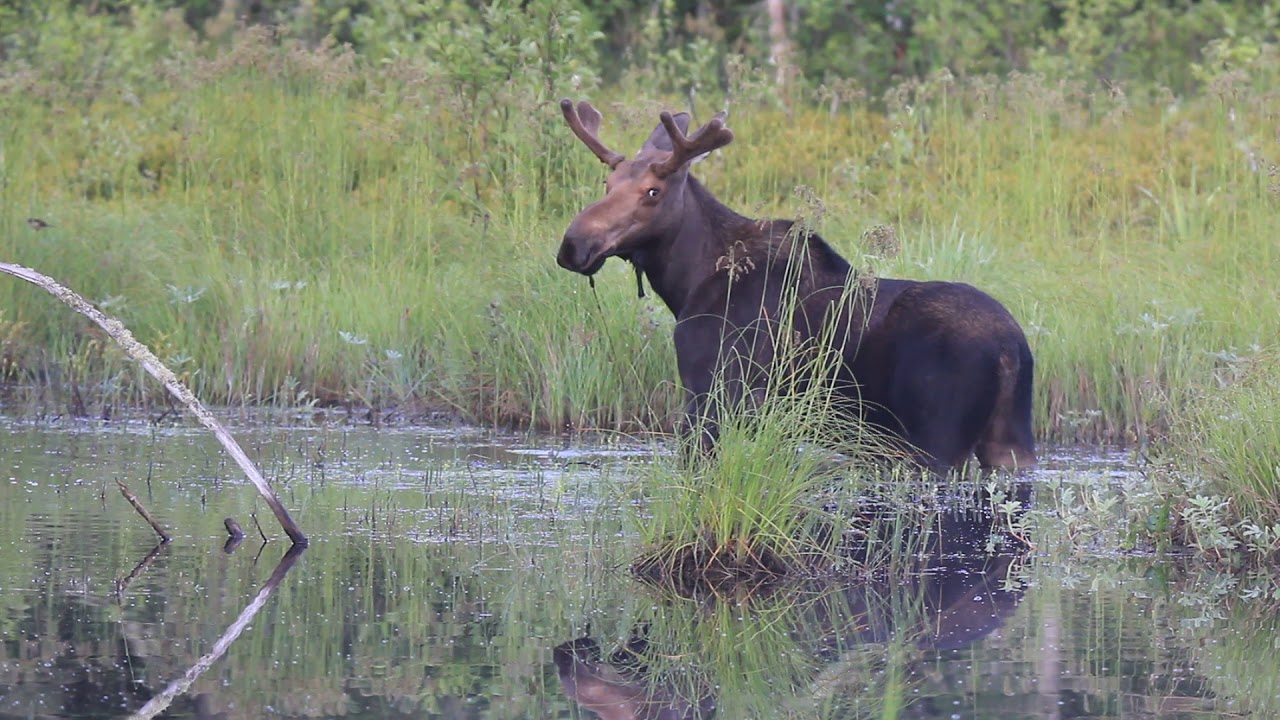 Bull Moose Breakfast - Superior National Forest - July 2018 - YouTube