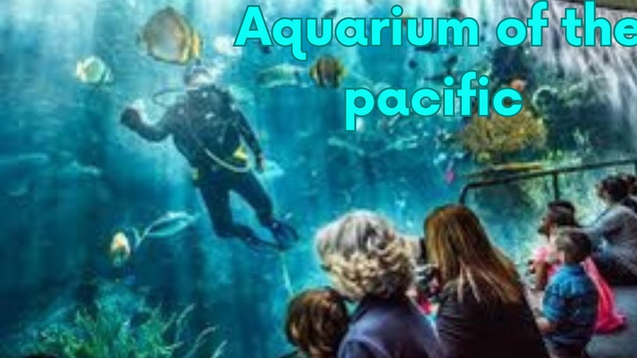 Jaw-Dropping Aquarium of the Pacific Discovery - YouTube